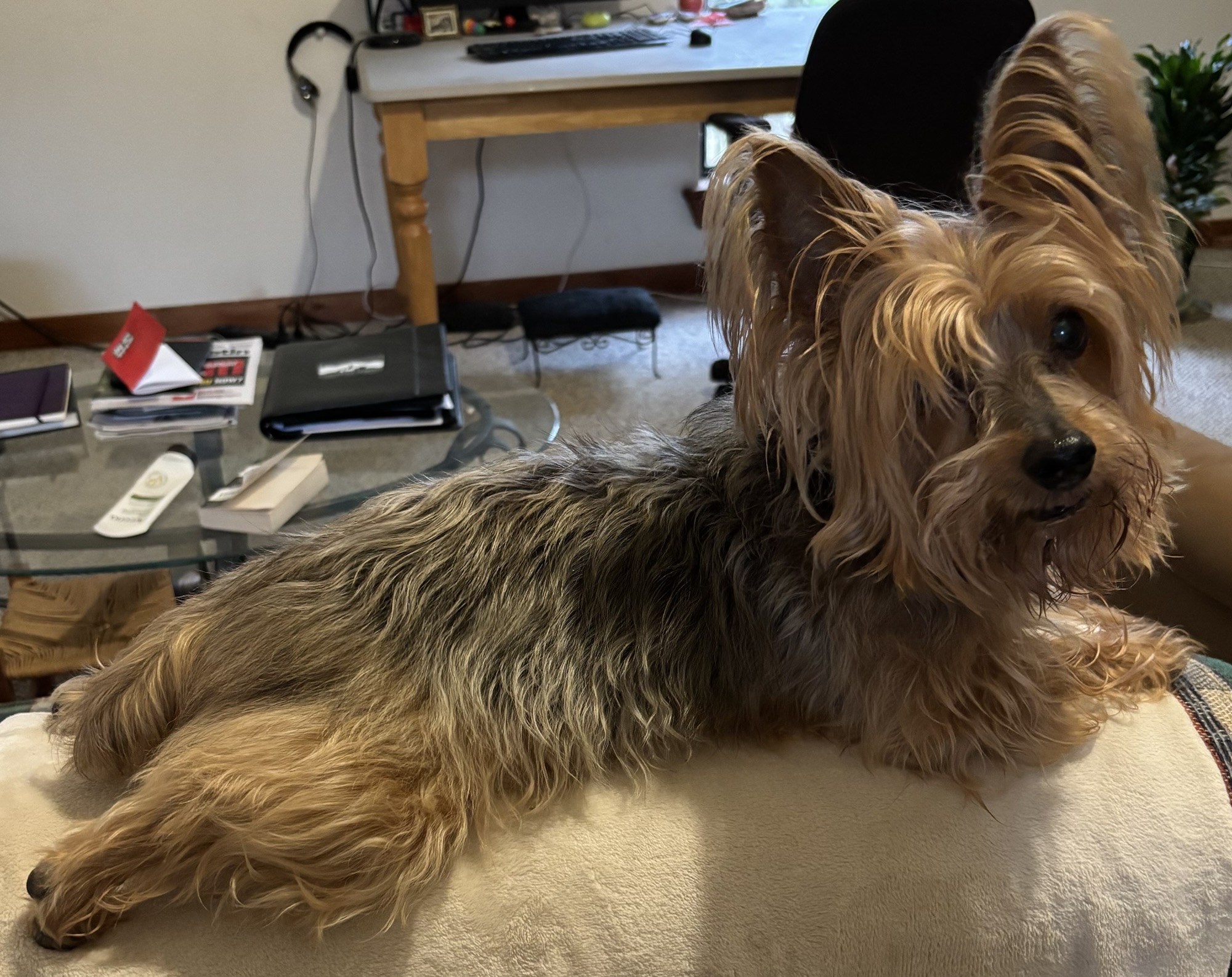 10 Birthday Wishes for that Very Special Human – The Inquisitive Yorkie