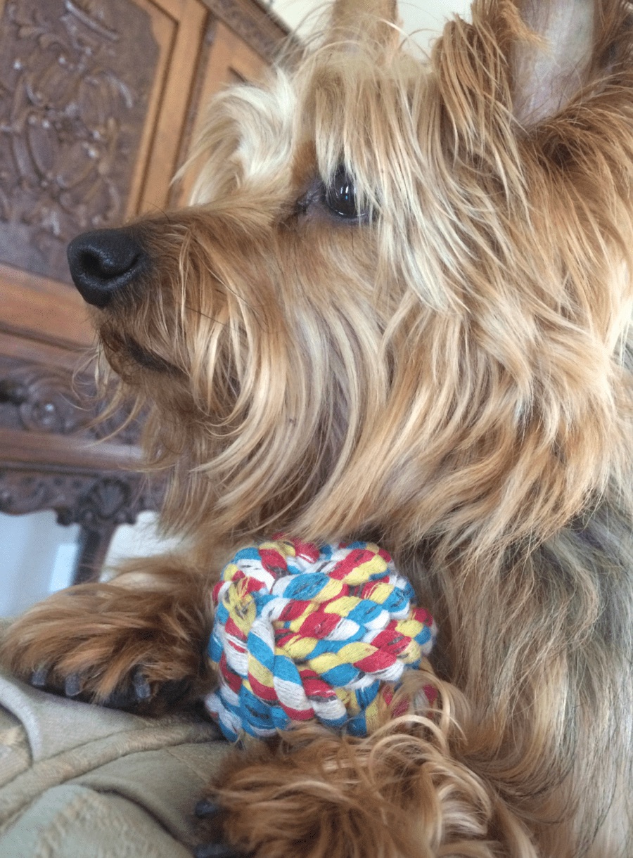 10 Lessons Humans Can Learn from Yorkies – The Inquisitive Yorkie