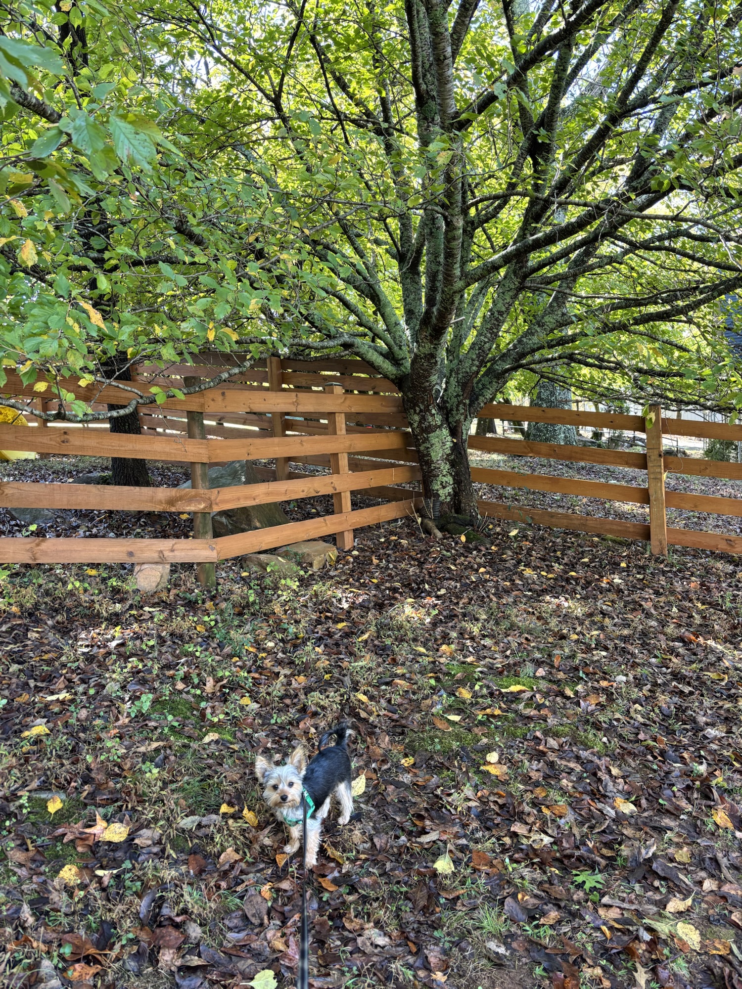 My Favorite Tree – The Inquisitive Yorkie